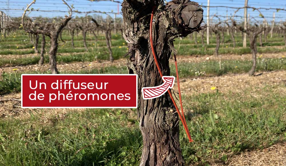 Protection de la vigne par confusion sexuelle en place – Vignoble ...